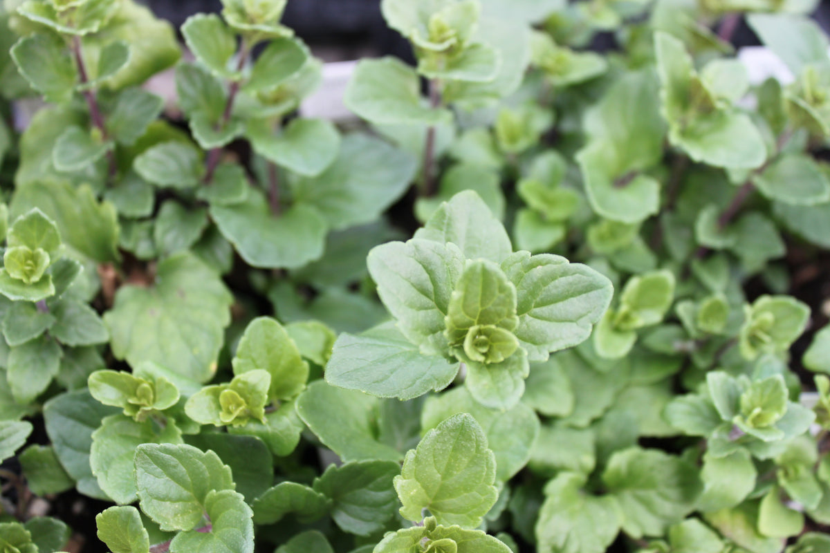 Indian Mint Vine Single Plant – Country Side Gardens