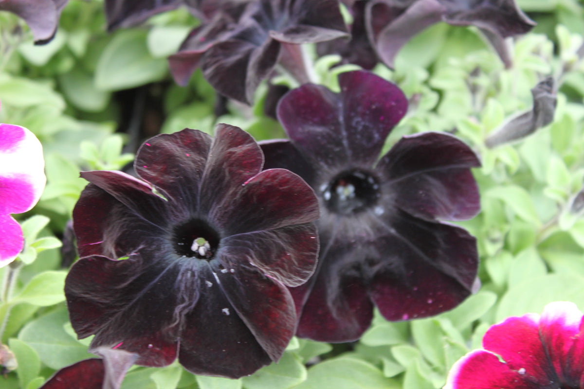 Petunia "Ray" Single Plant – Country Side Gardens