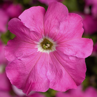 Petunia "Tritunia" 3 Plant-Pak – Country Side Gardens