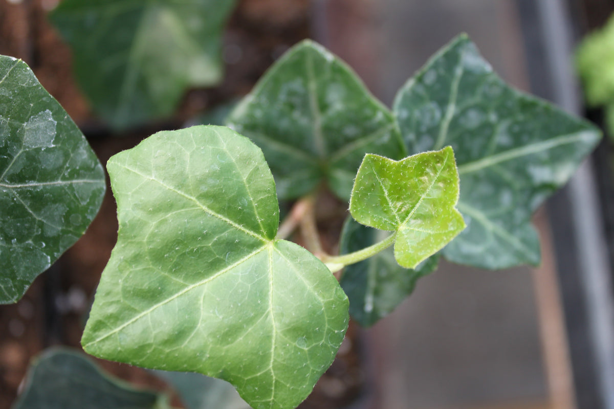 English Ivy Single Plant – Country Side Gardens